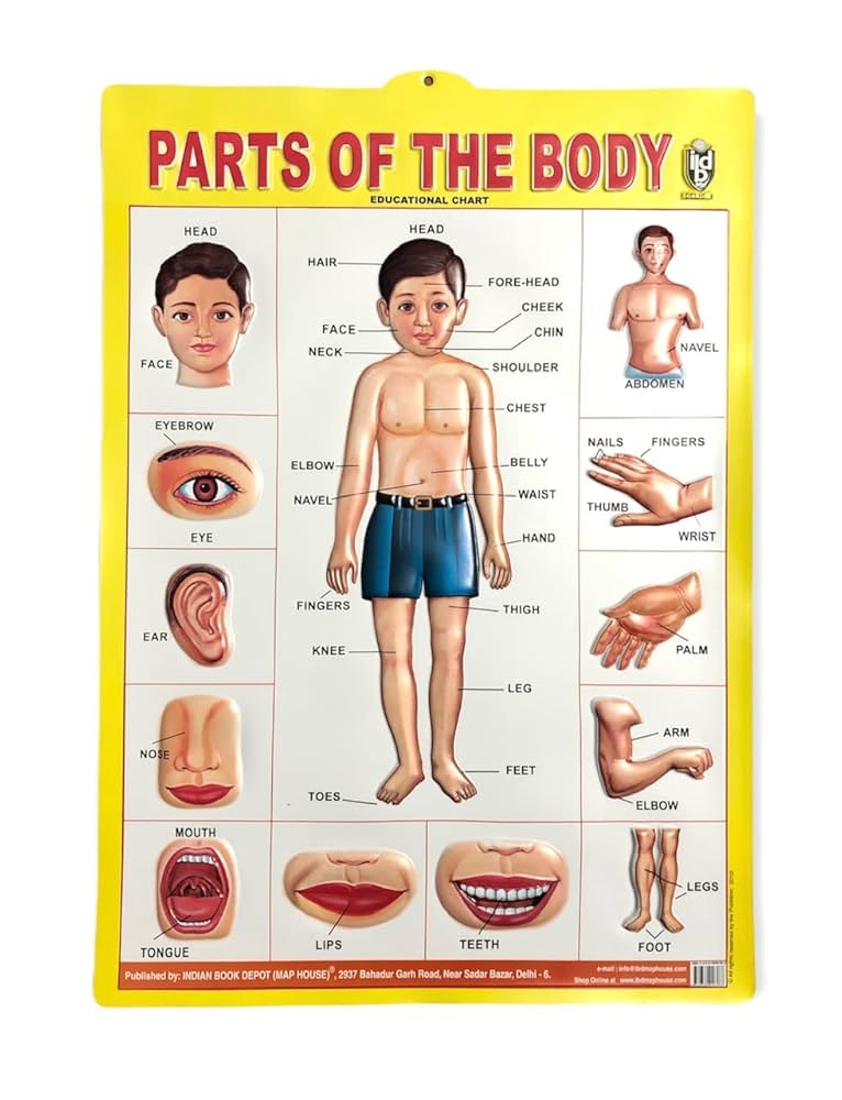 Parts Of The Body 3D Charts – Ma Aida OPC